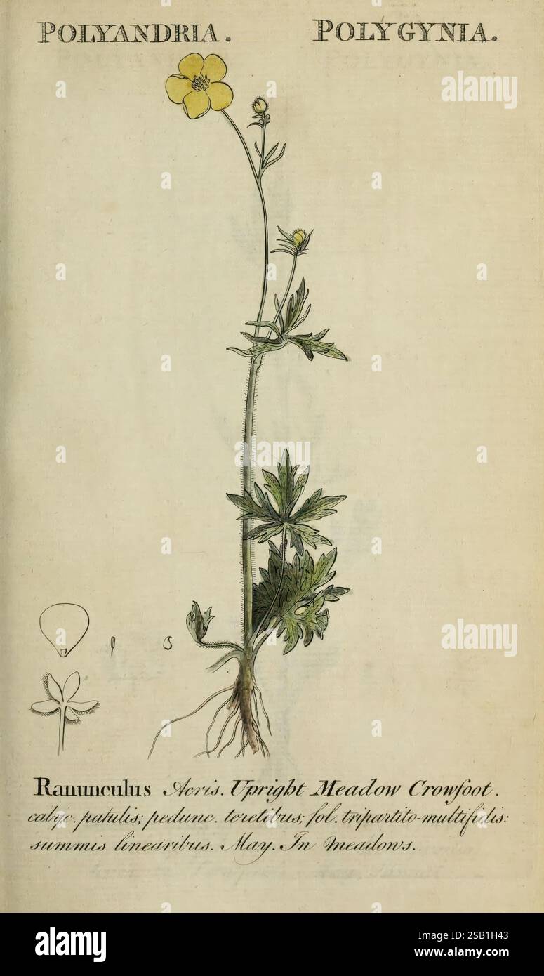 Polygyna hi-res stock photography and images - Alamy