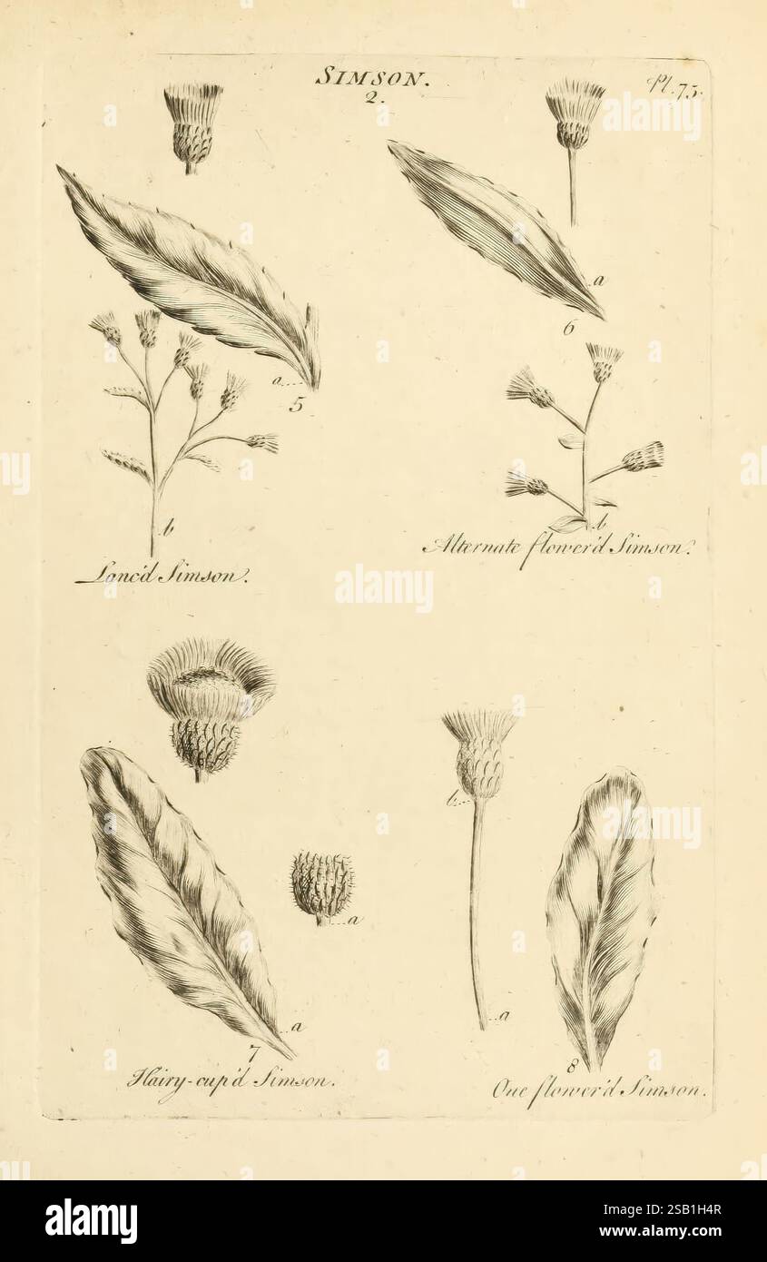 The Vegetable System, London,, 1759-1763, botany, pictorial works, This ...
