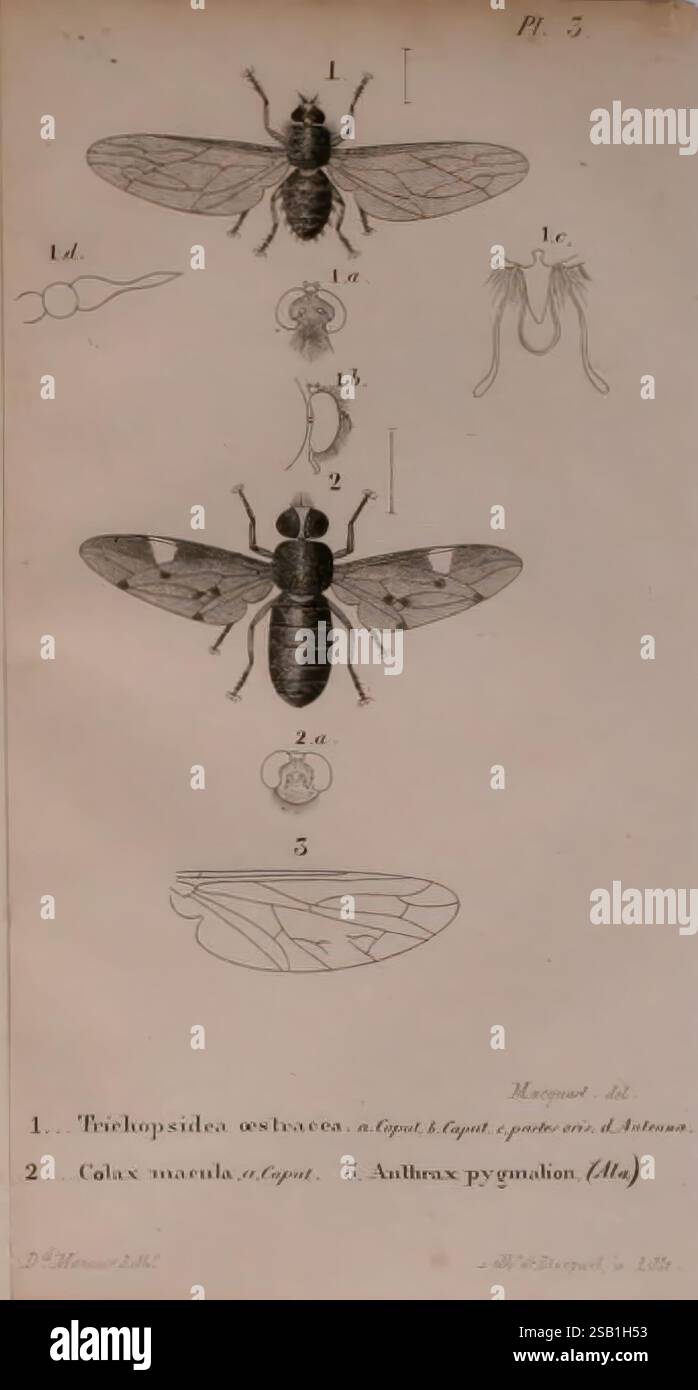 Diptères Exotiques Nouveaux ou peu connus Paris, Roret, 1838-1843 ...