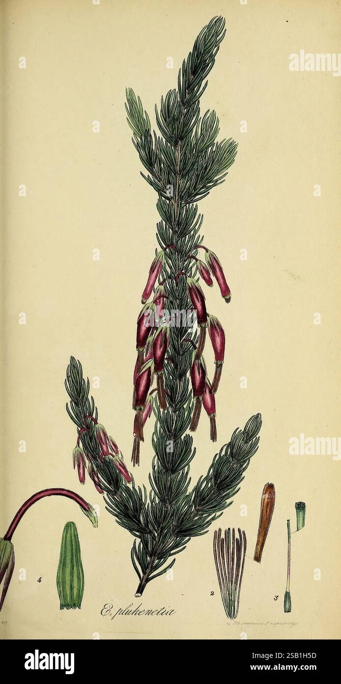 The Heathery, or A Monograph of the Genus Erica, London, Henry G. Bohn ...