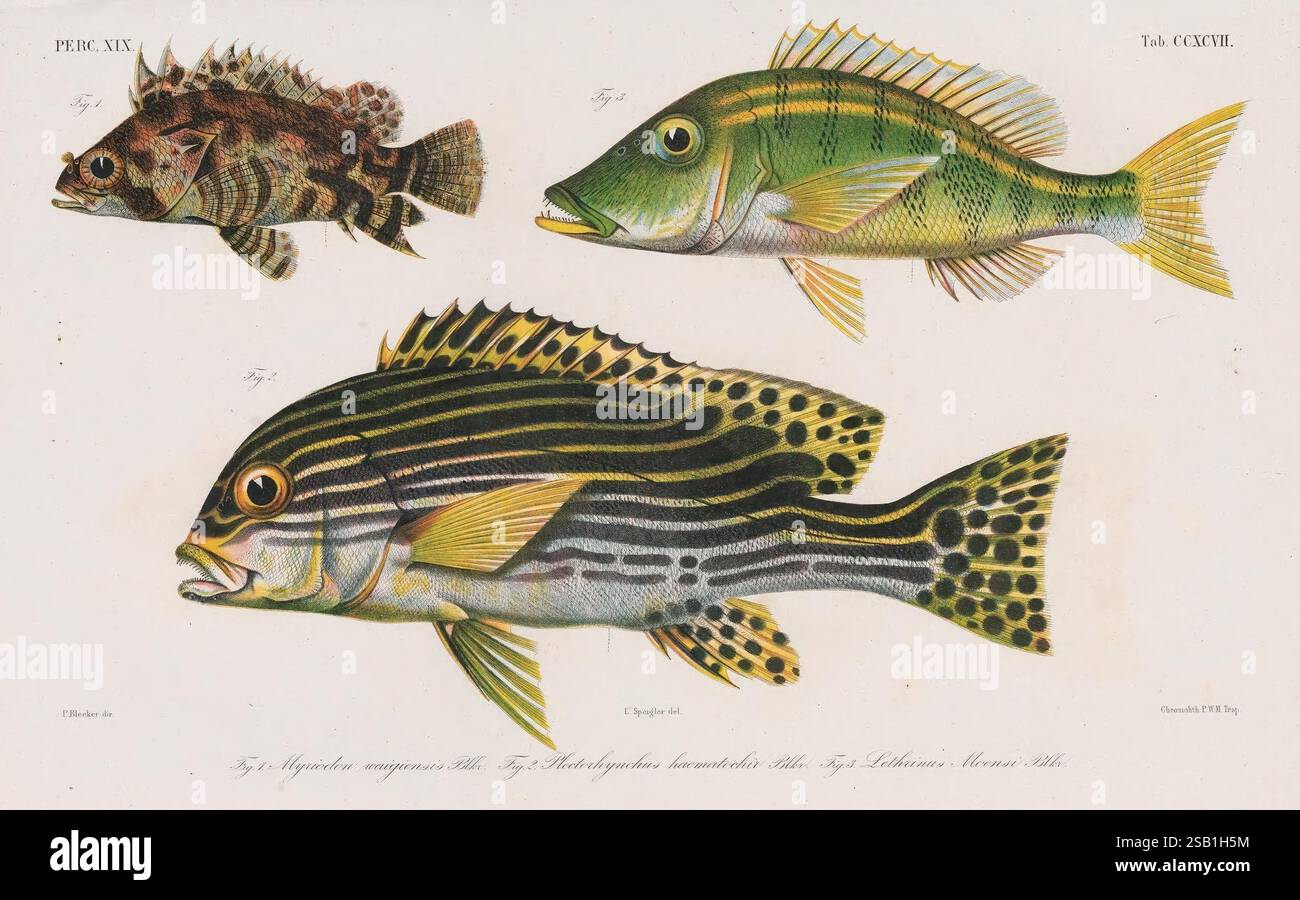 Textured fish displays hi-res stock photography and images - Alamy