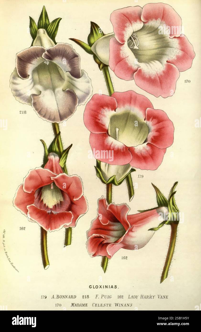 Gloxinia varieties hi-res stock photography and images - Alamy