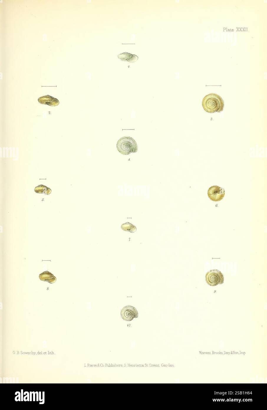 Molluscan artifacts hi-res stock photography and images - Alamy