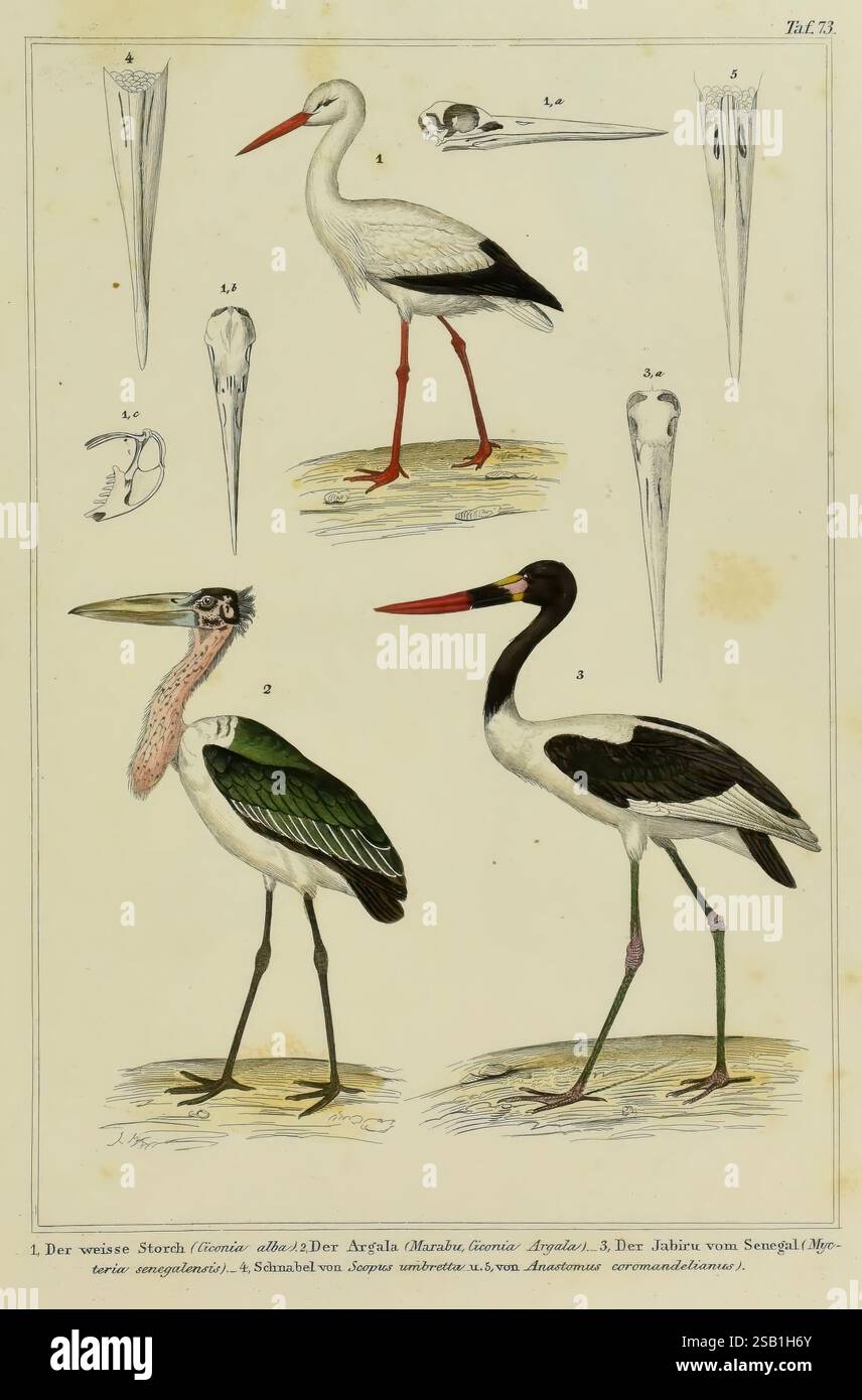 Praktische Naturgeschichte der Vögel, Leipzig, 1850, birds, pictorial ...