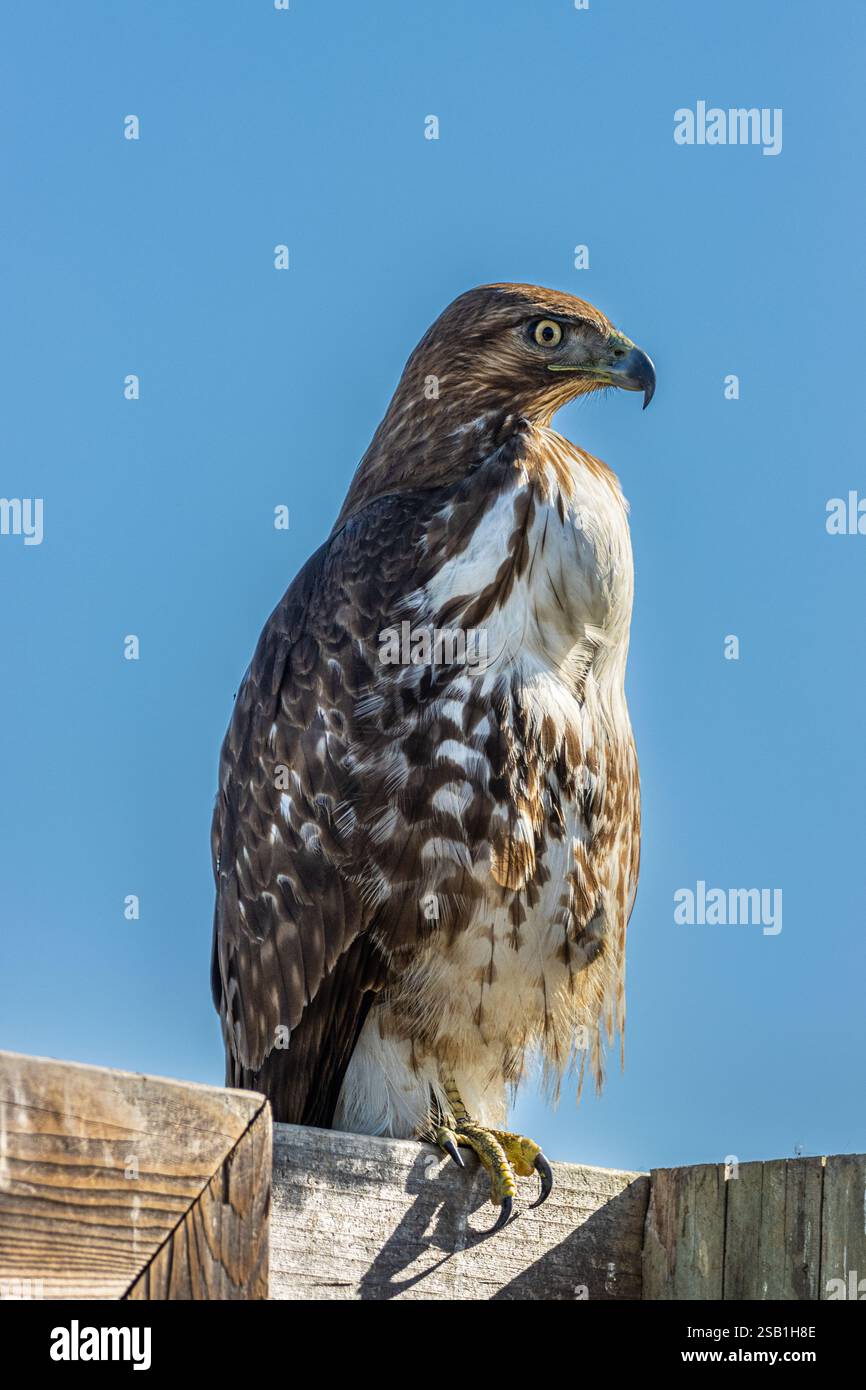 An immature Red Tailed hawk calmly sits it his usual roost on a sign ...