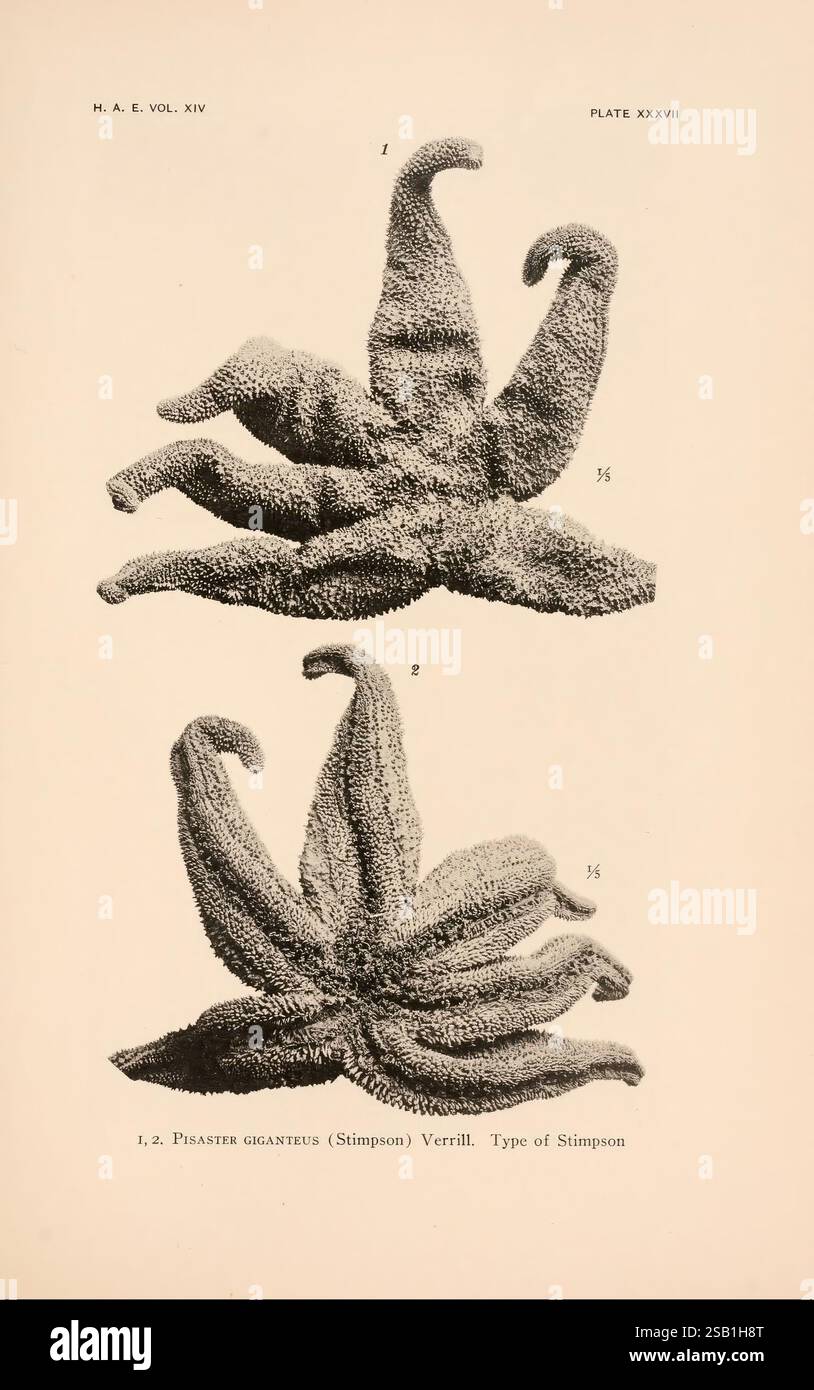 Harriman Alaska series, Washington, 1910-1914, Alaska, natural history ...