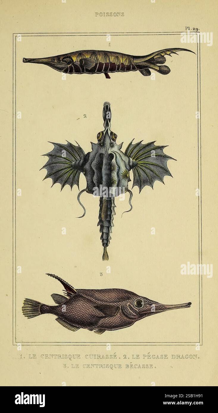 Oeuvres du comte de Lacépède, Paris, P. Duménil, 1836, natural history ...