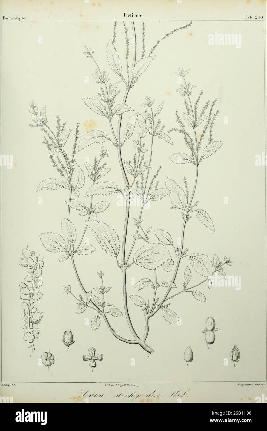 Cataloging different plant species hi-res stock photography and images ...