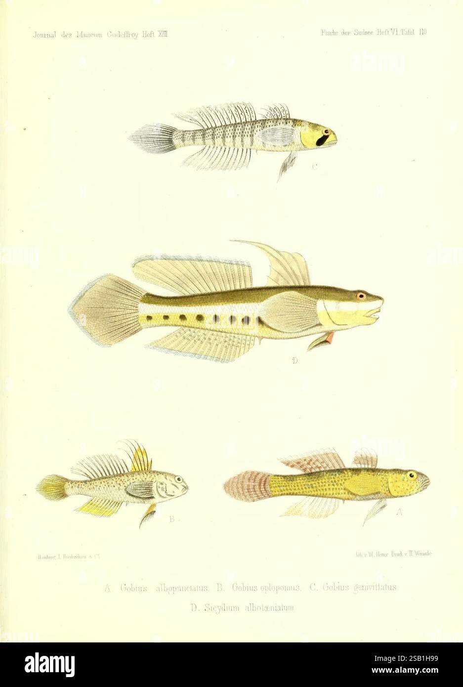 Andrew Garrett's Fische der Südsee, Hamburg, L. Friederichsen & Co ...