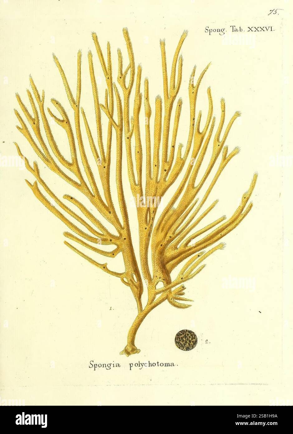 Coral features elongated hi-res stock photography and images - Alamy