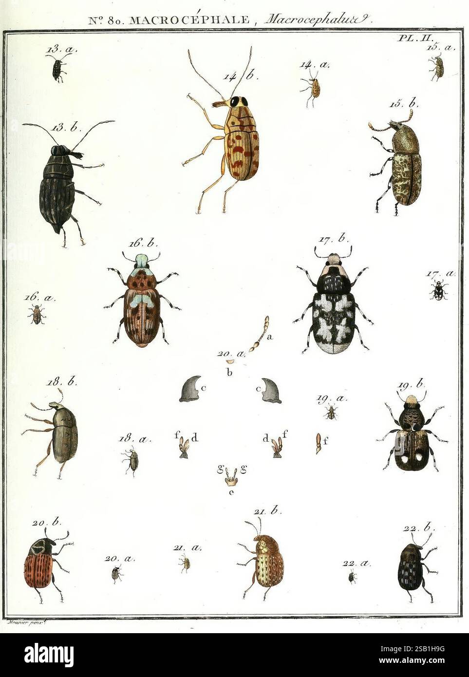 Featuring various beetle types hi-res stock photography and images - Alamy