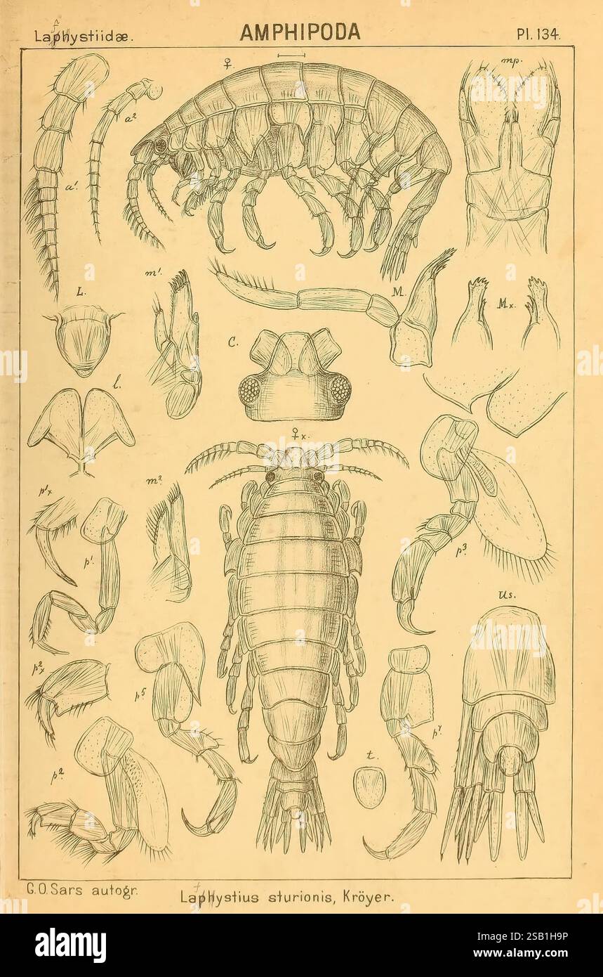 An account of the Crustacea of Norway, Christiania, A. Cammermeyer ...