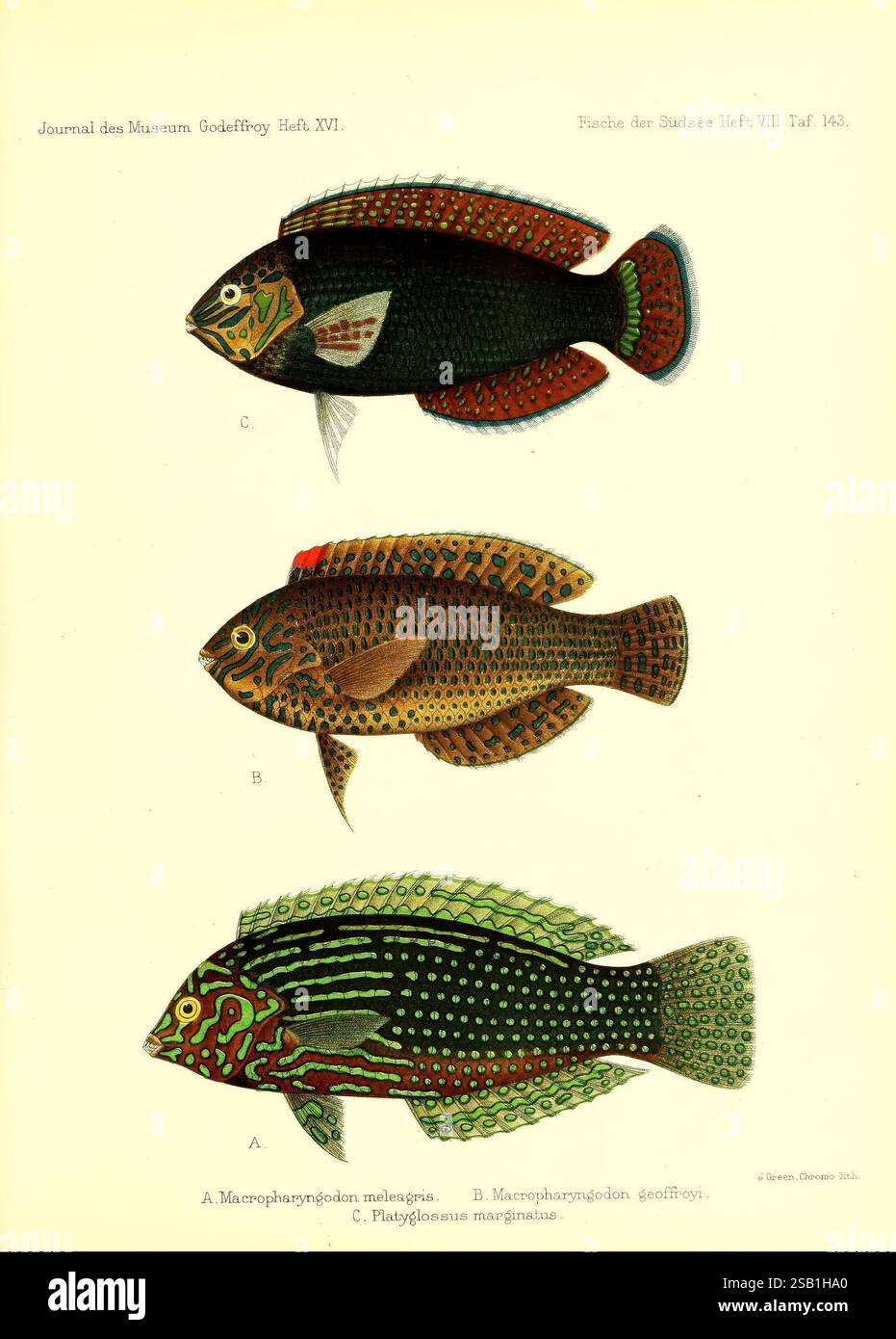Andrew Garrett's Fische der Südsee, Hamburg, L. Friederichsen & Co ...