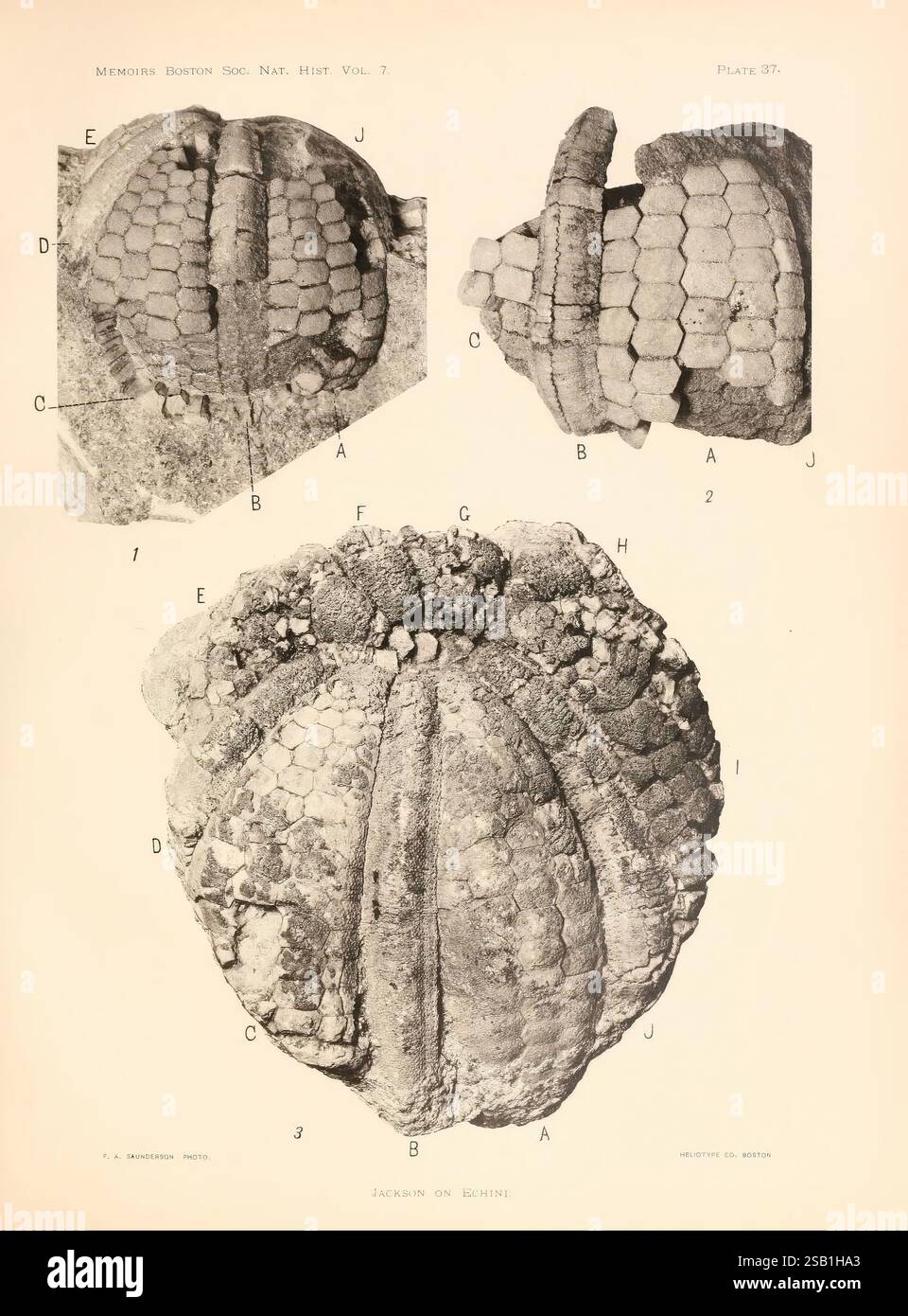 Phylogeny of the Echini, Boston, The Society, 1912, paleontology ...