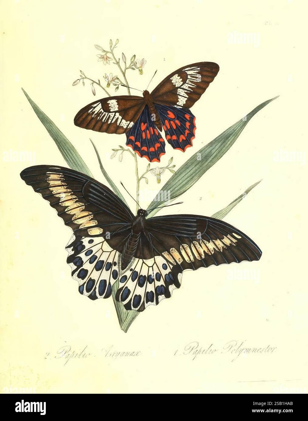 Natural history of the insects of India 1842, India, Insects, Papilio ...