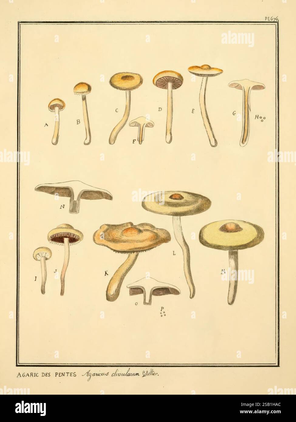 Figures des champignons, servant de supplément aux planches de Bulliard ...