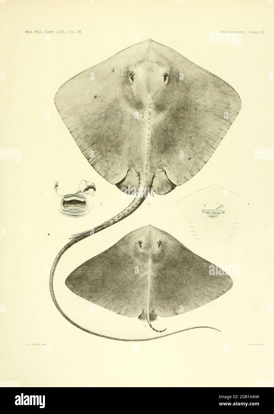 Stingrays elongated tail trails hi-res stock photography and images - Alamy