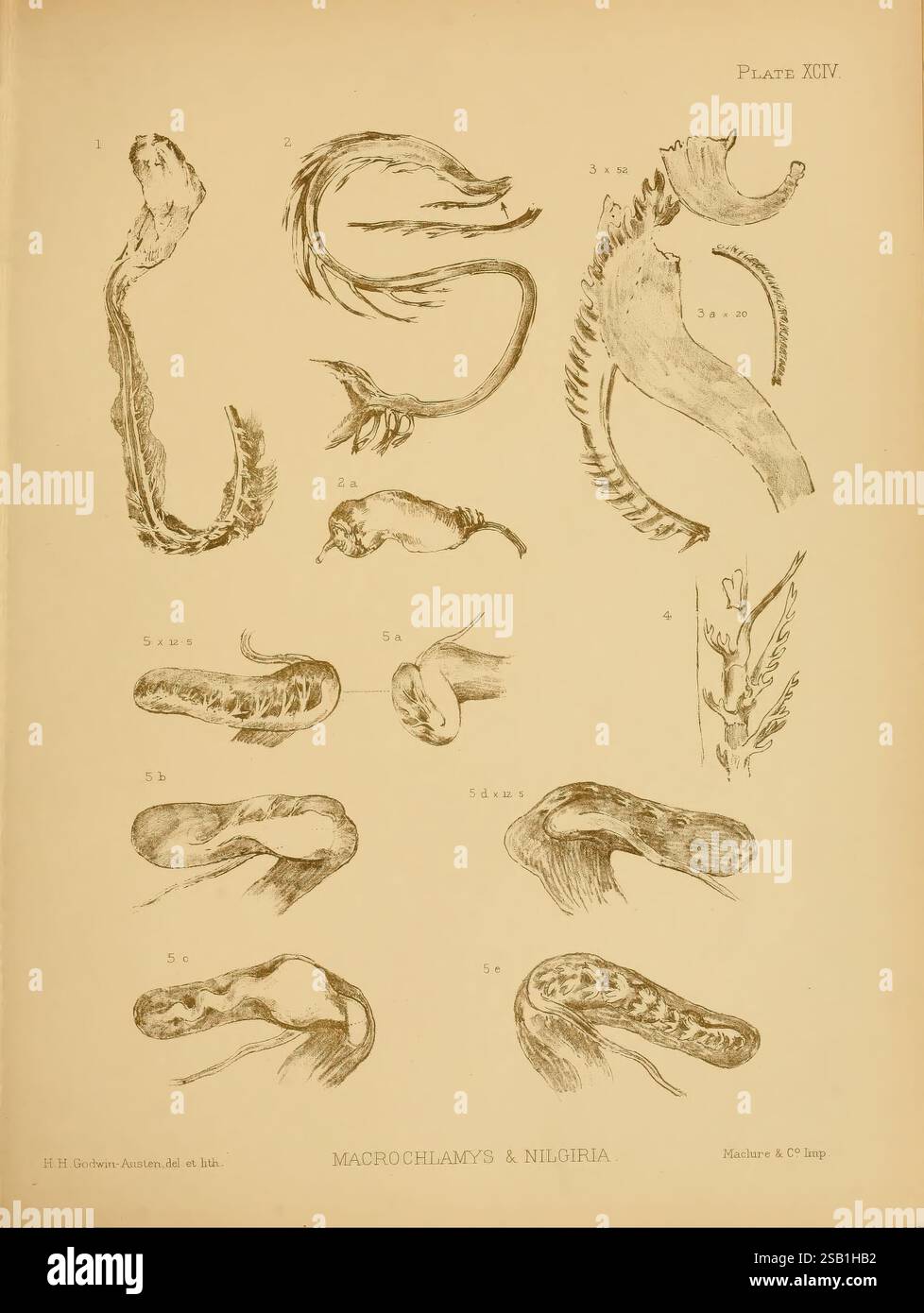 Land, and, freshwater, Mollusca, of, India, London, Taylor and, Francis ...