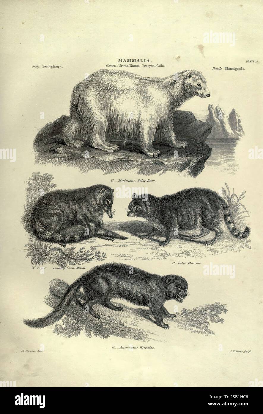 Three smaller mammals hi-res stock photography and images - Alamy