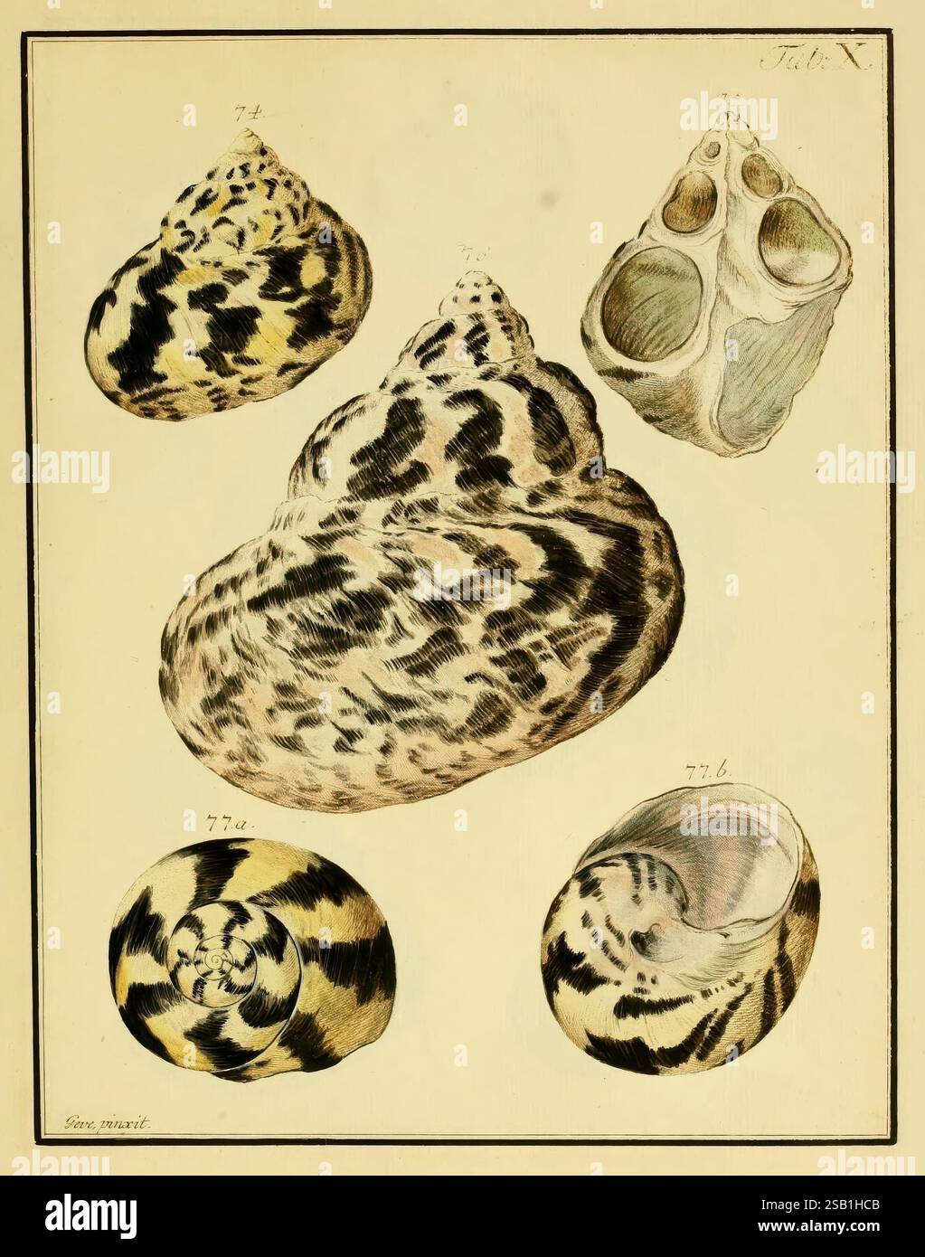 Distinctive conical shell hi-res stock photography and images - Alamy