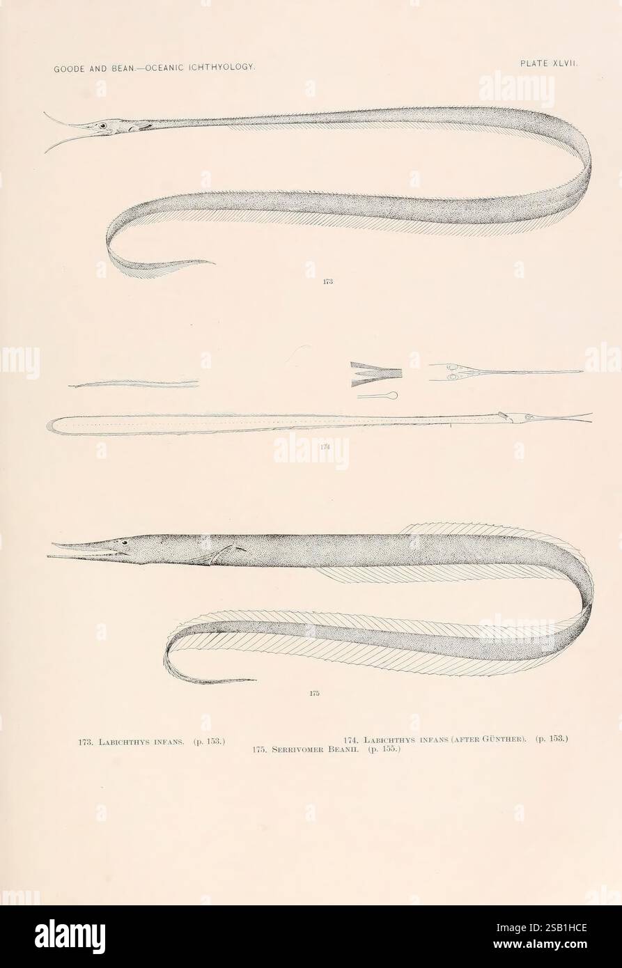 Slender eel depicted hi-res stock photography and images - Alamy