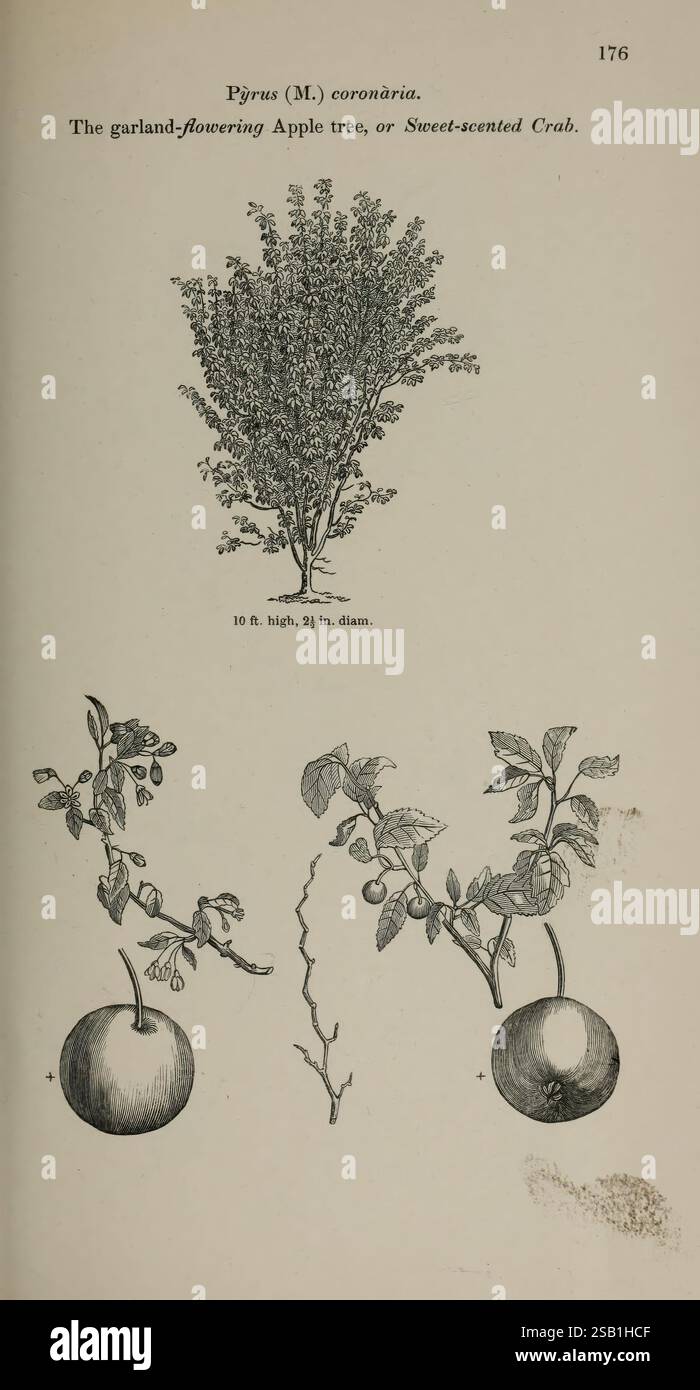 Upright tree showcases hi-res stock photography and images - Alamy