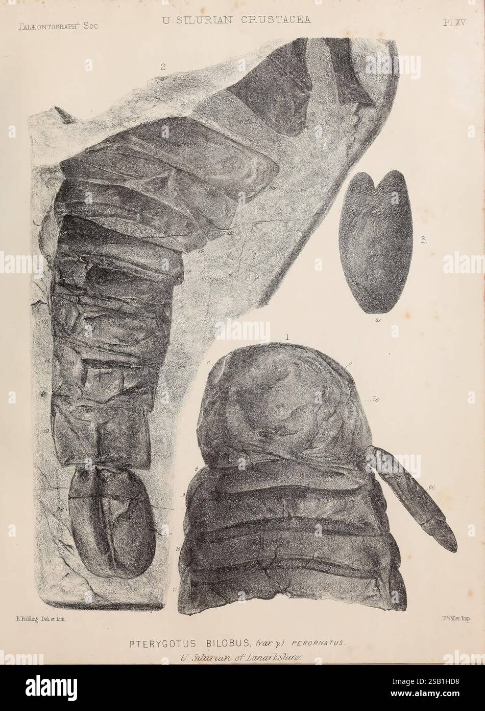 A monograph of the British fossil Crustacea, London, Printed for the ...