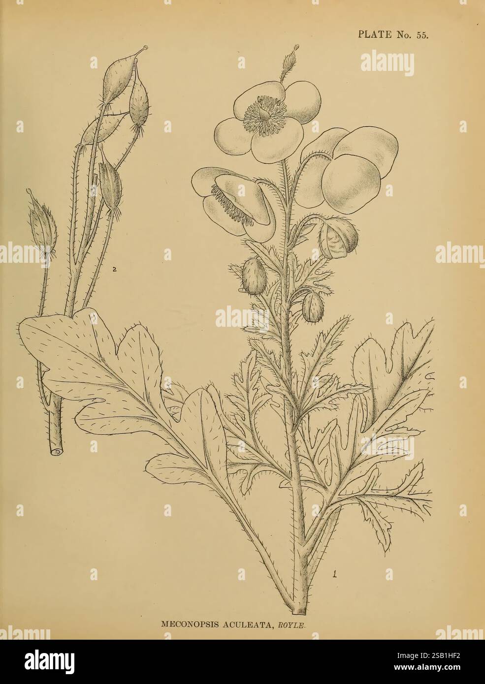 Seed pods reflect hi-res stock photography and images - Alamy