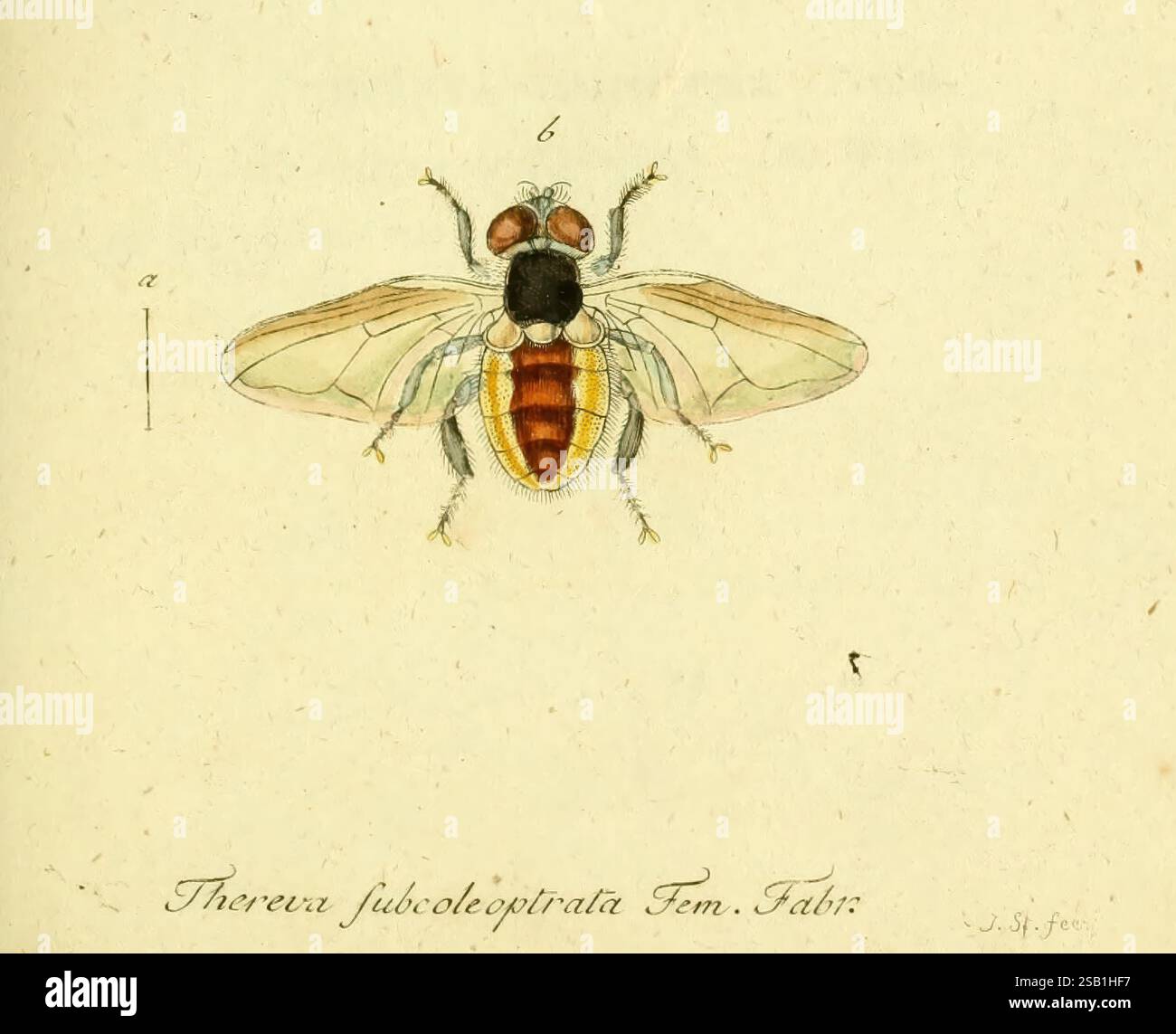 Fauna Germanica, Diptera, Nuremberg?, s.n, between 1793 and 1805 ...