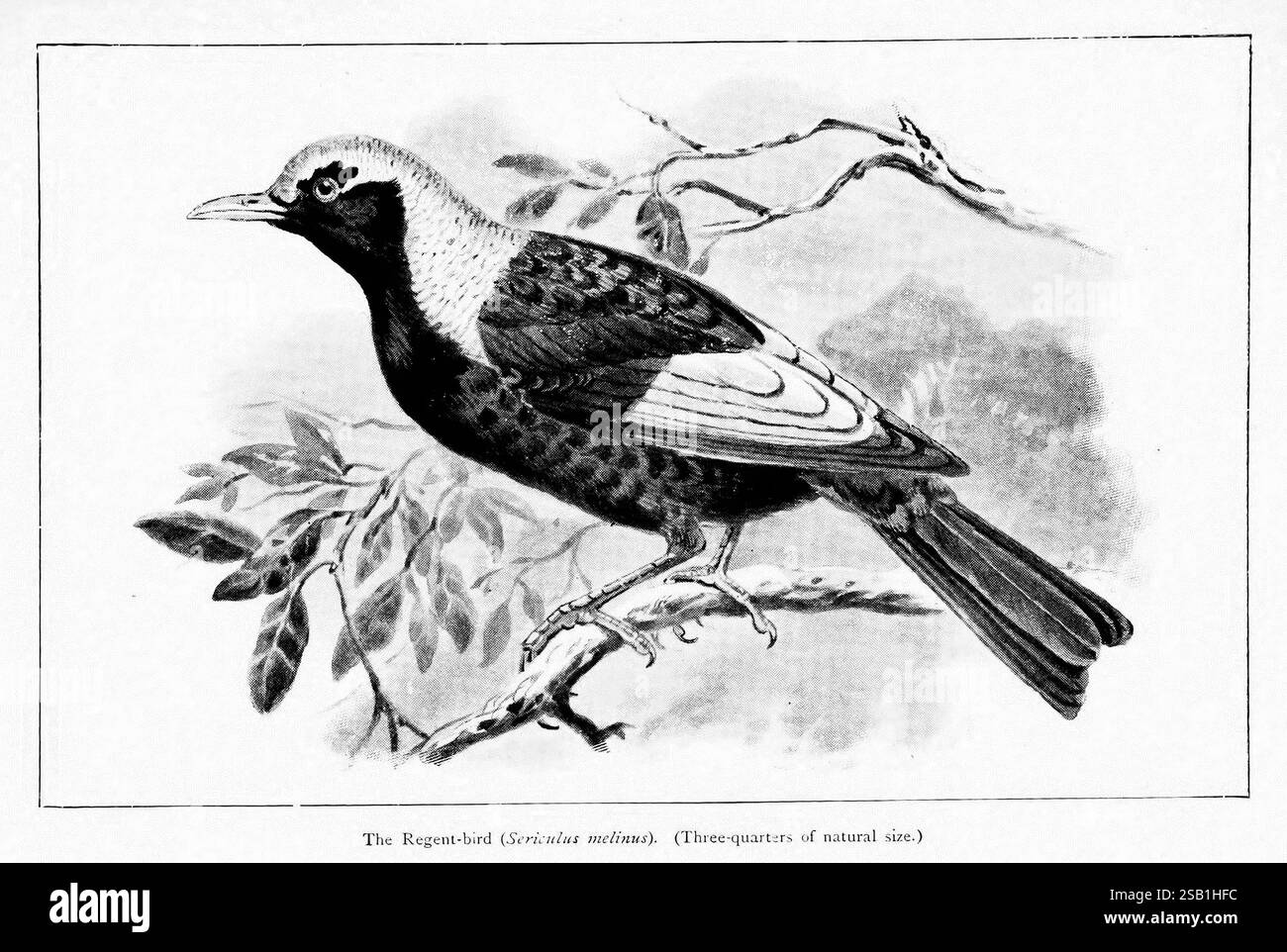 Regal color Black and White Stock Photos & Images - Alamy