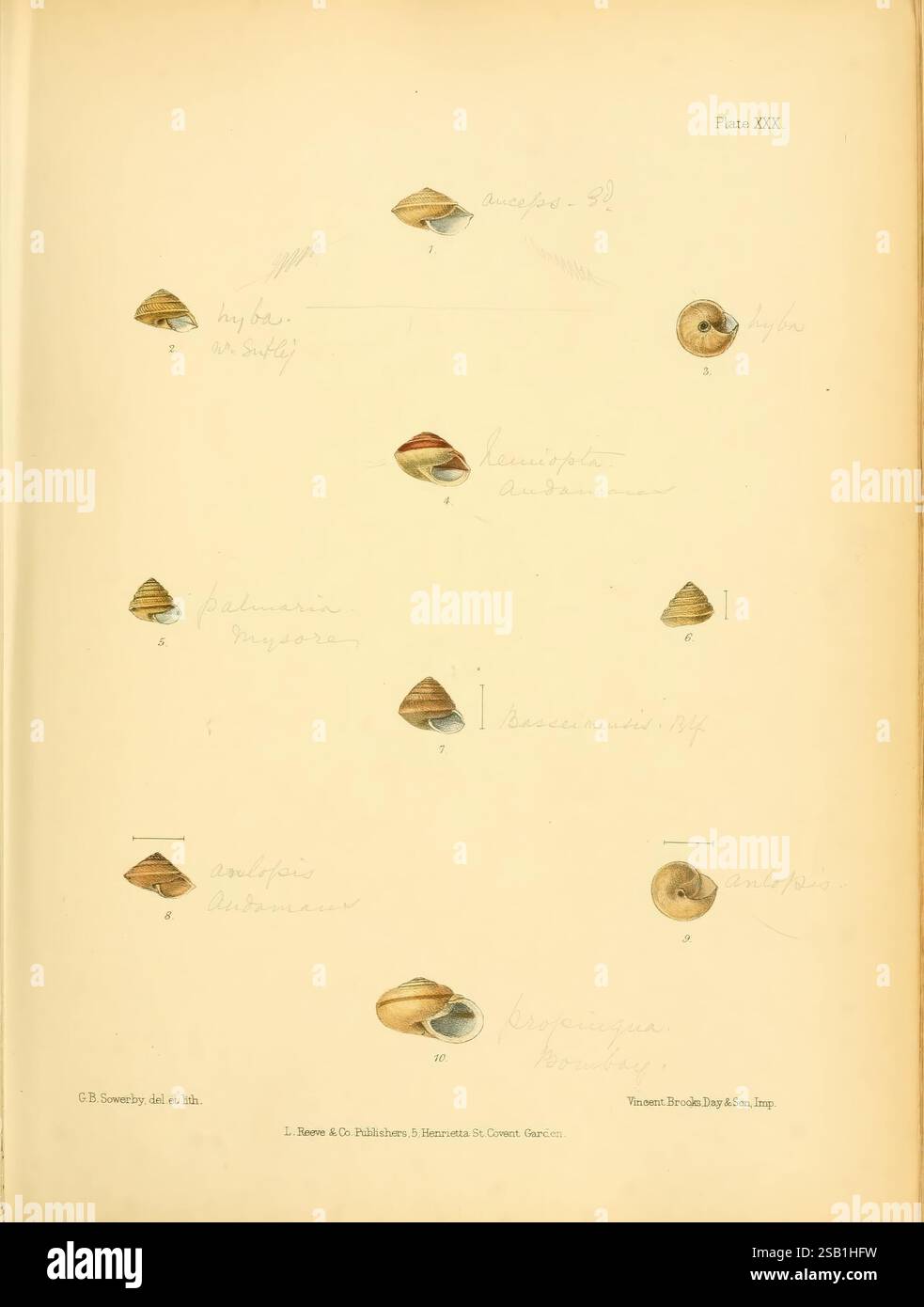 Conchologia Indica, London, 1870-1876, shells, India, mollusks, A ...