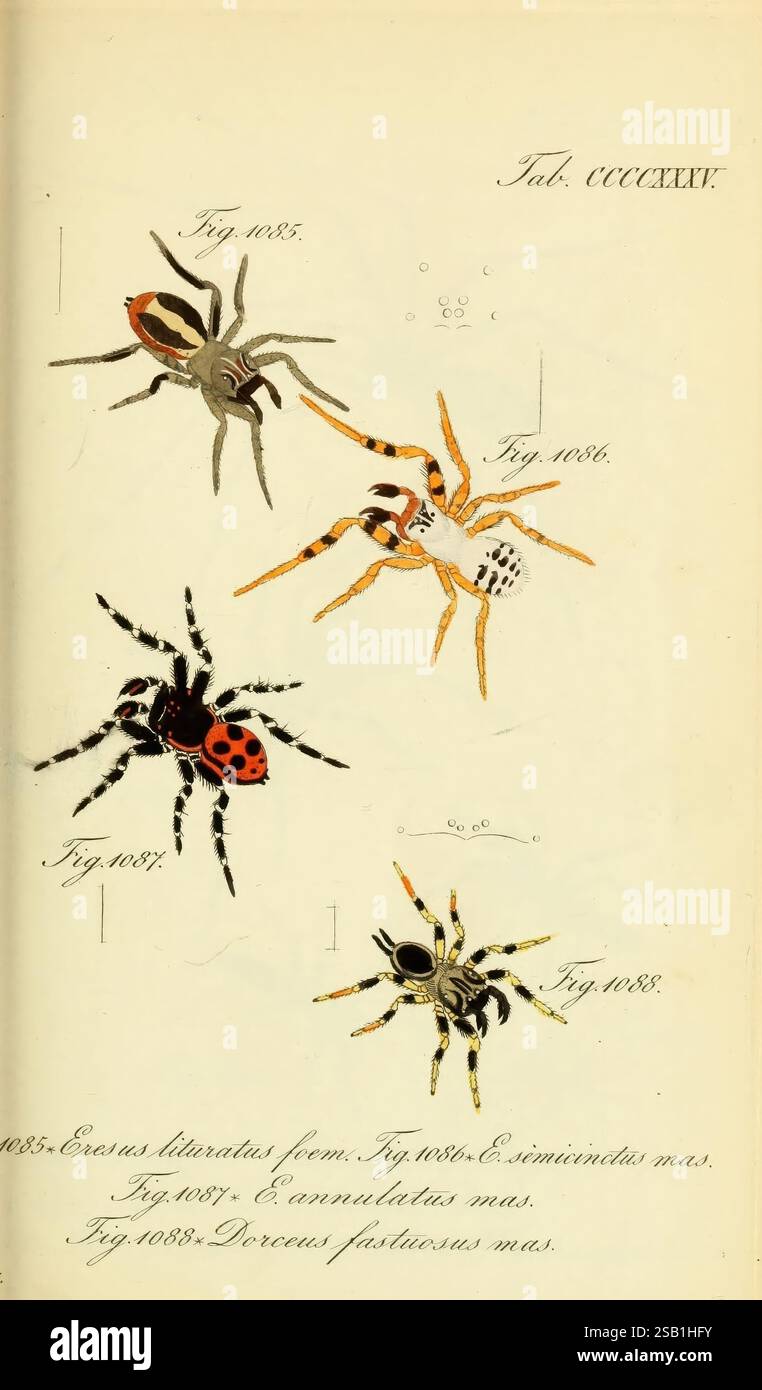Spiders displayed hi-res stock photography and images - Alamy