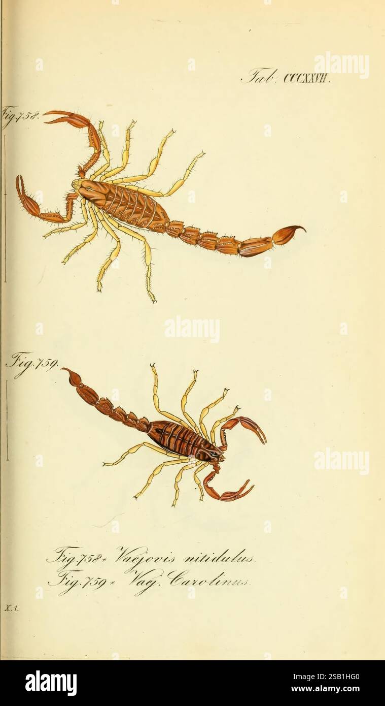 Segmented tail ending hi-res stock photography and images - Alamy