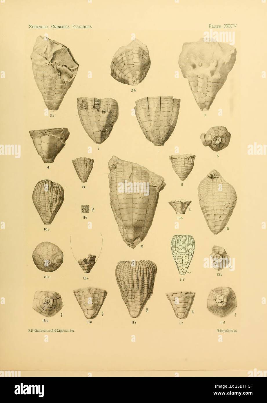 Chondria flexibila hi-res stock photography and images - Alamy