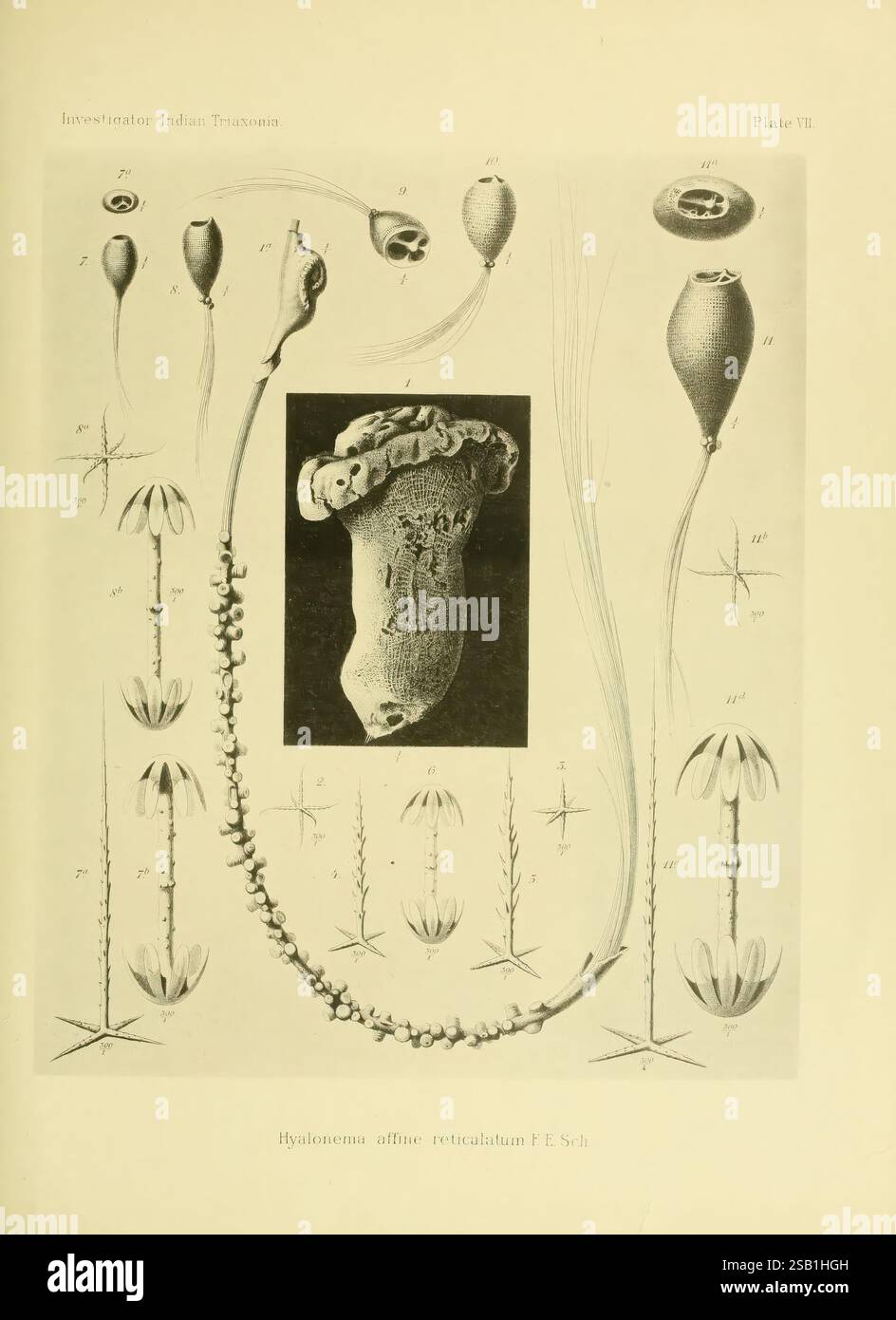 Indian museum 1902 indian ocean sponges catalogs indian museum h hi-res ...