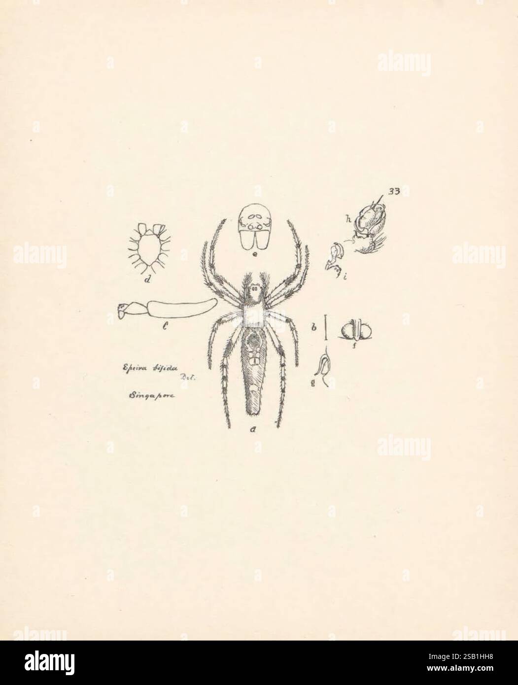 Malaysian spiders Belfast T. Workman 1896-1900 Malaysia Pictorial works ...