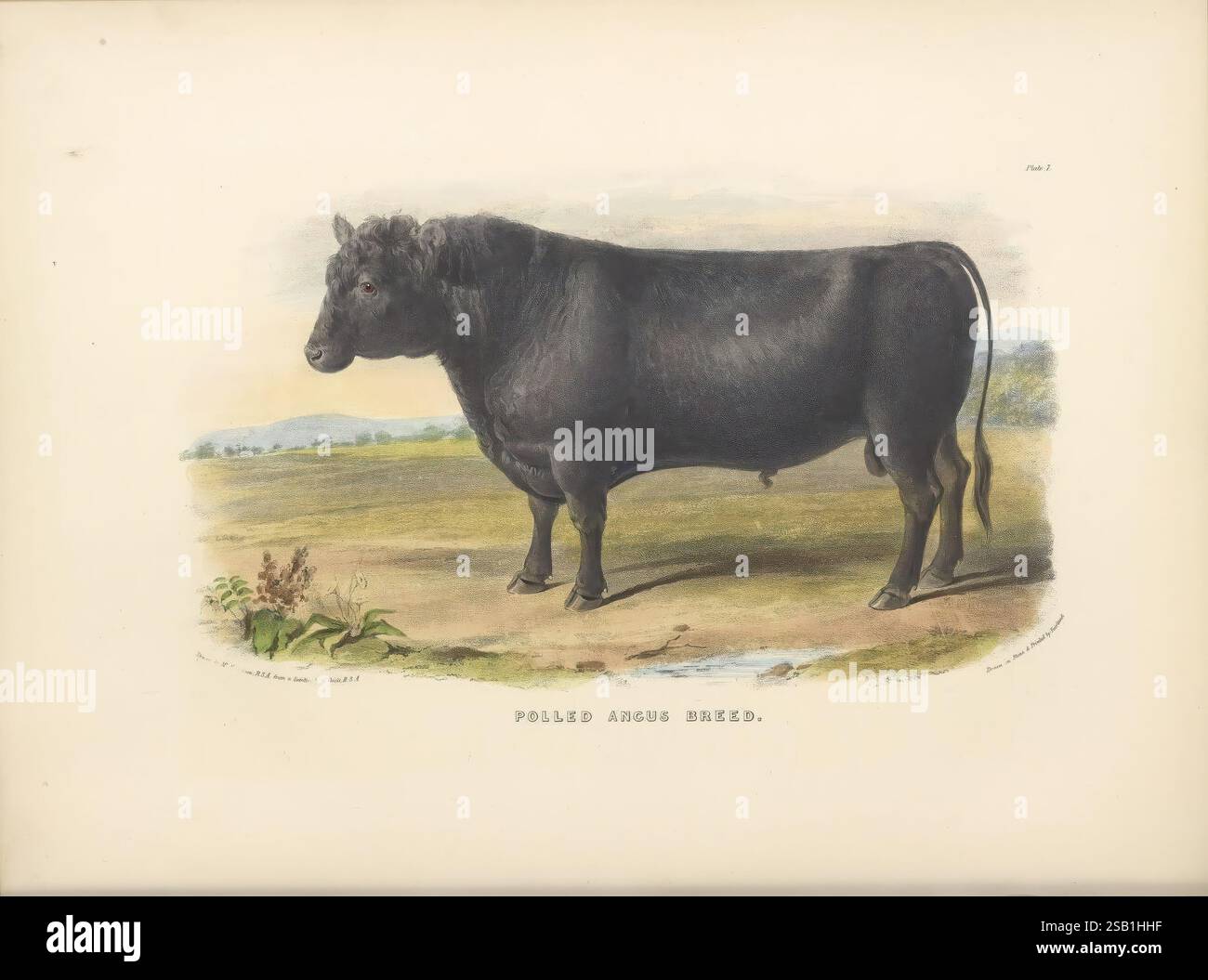The breeds of the domestic animals of the British Islands, London ...