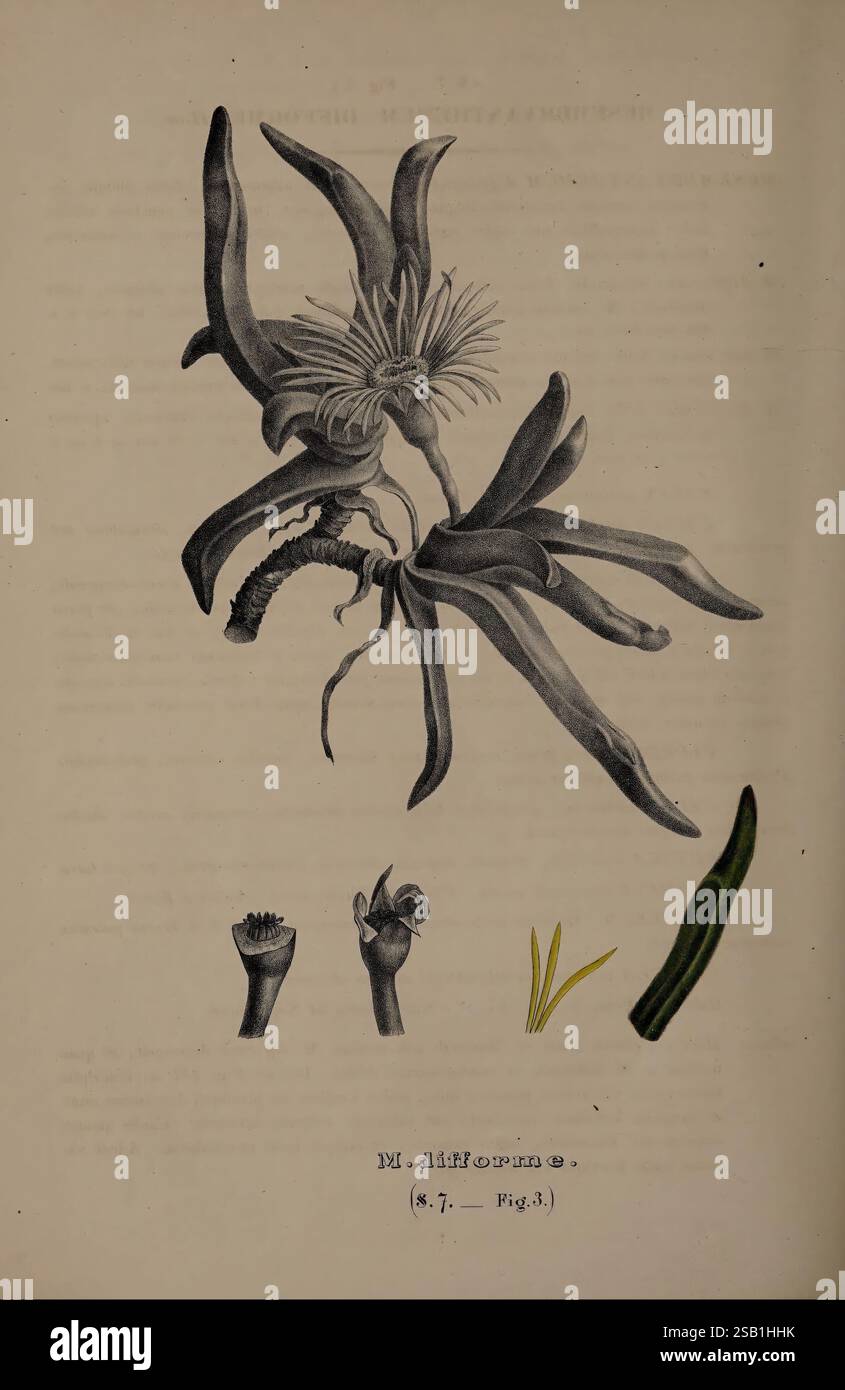 Main flower exhibits hi-res stock photography and images - Alamy