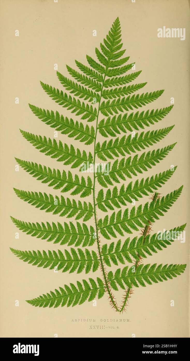 Aspidium goldianum hi-res stock photography and images - Alamy