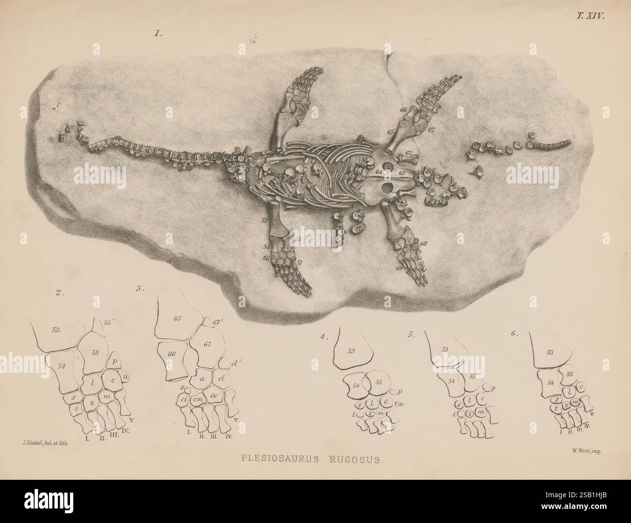 A history of British fossil reptiles London, Cassell & Company Limited ...