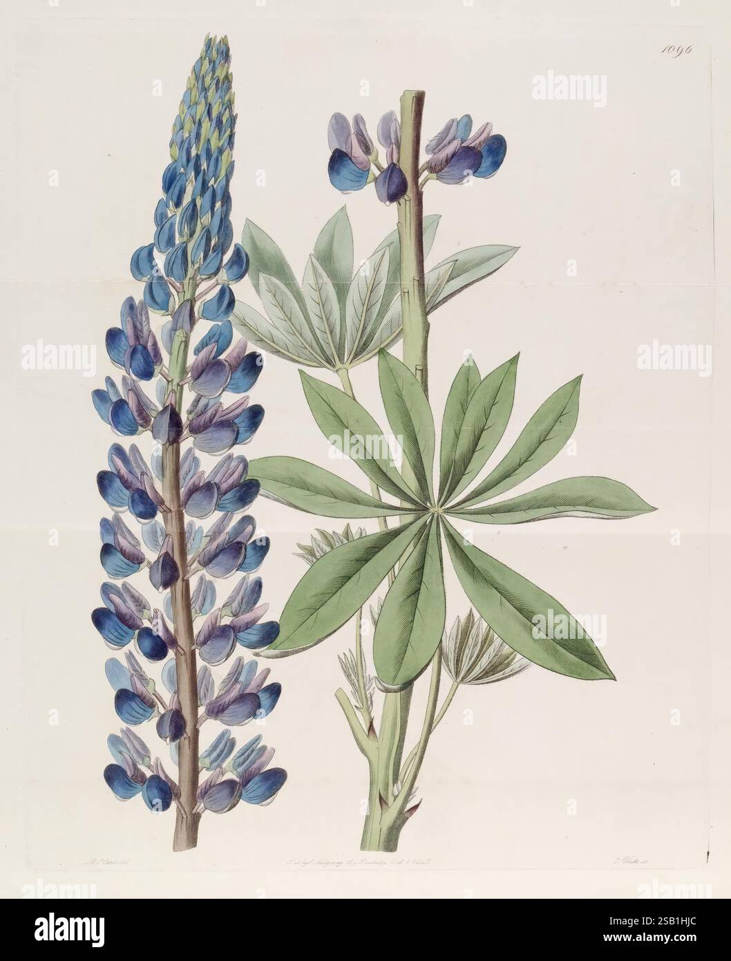 Leafy branch displays large hi-res stock photography and images - Alamy