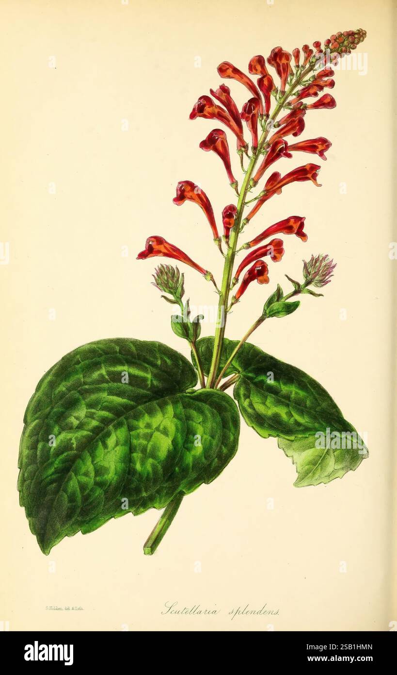 Paxton's magazine of botany London Orr and Smith botany periodicals ...