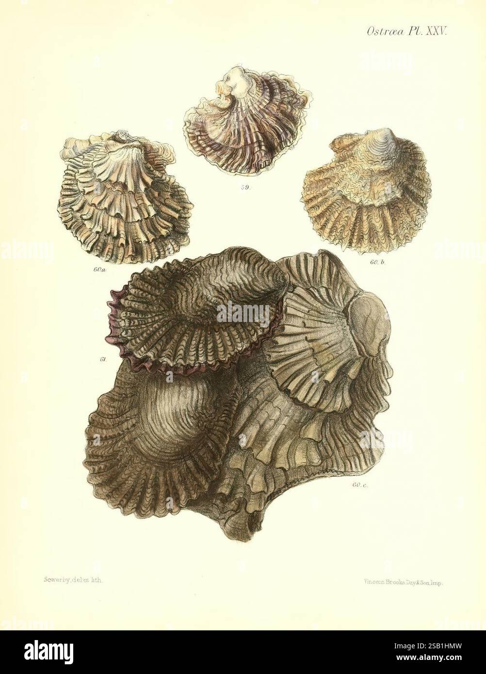 Conchologia Iconica or Illustrations of the Shells of Molluscous ...