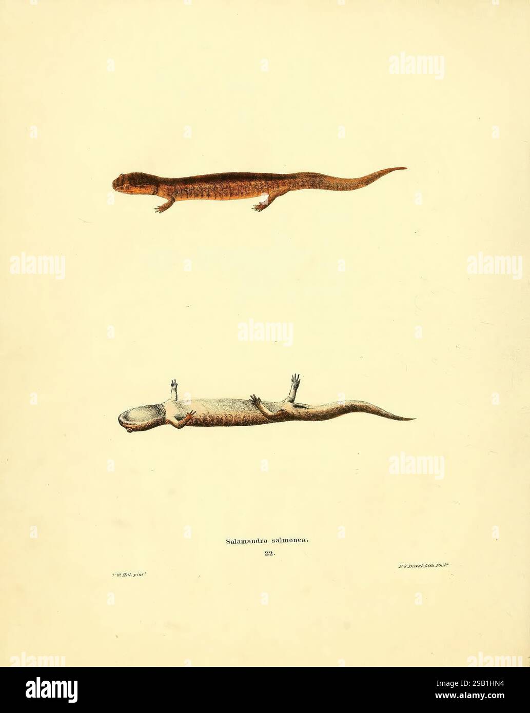 North American, herpetology, v.3, Philadelphia, J. Dobson, 1836-1840 ...
