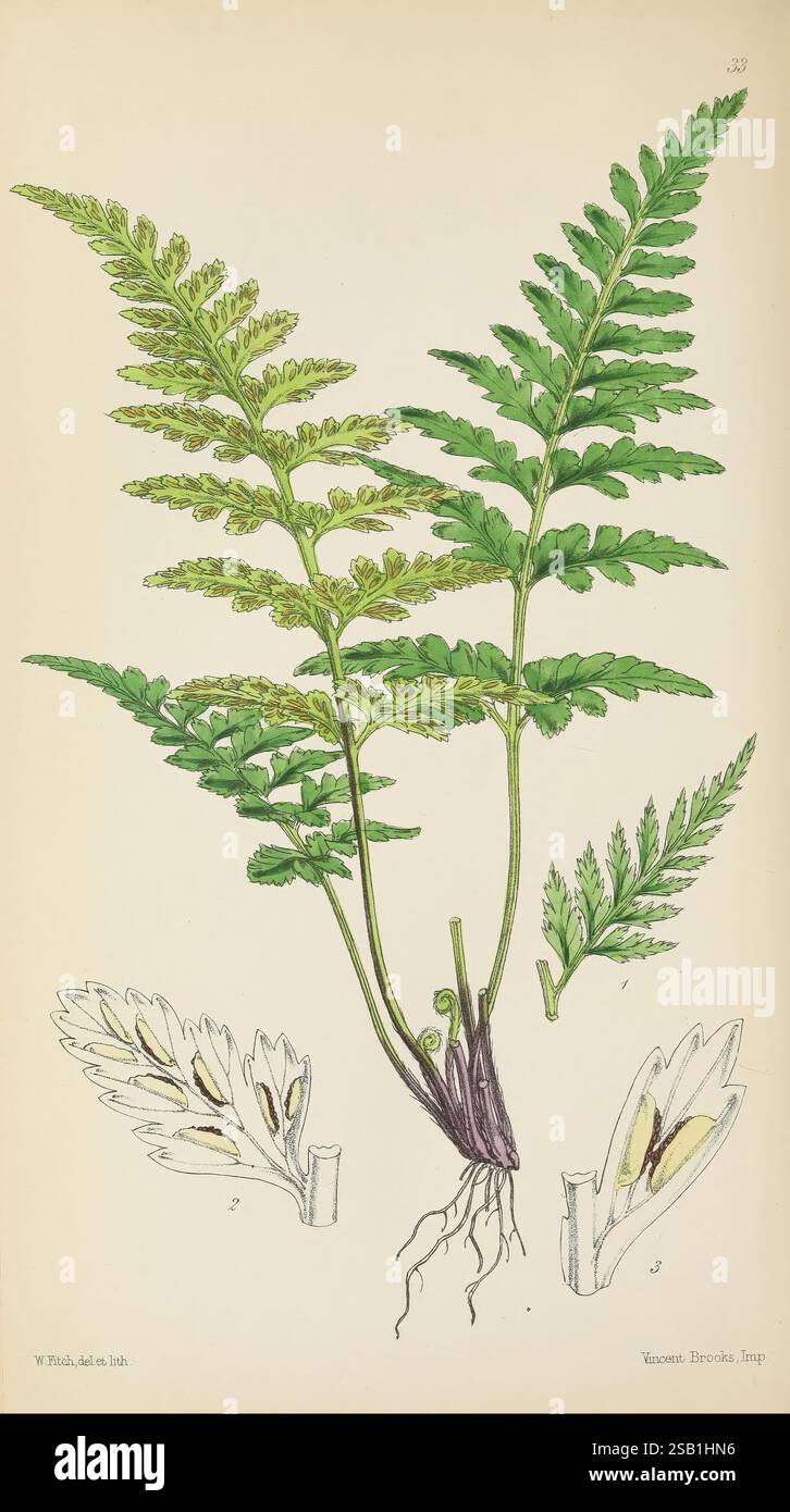 The British ferns, or Coloured figures and descriptions with the ...