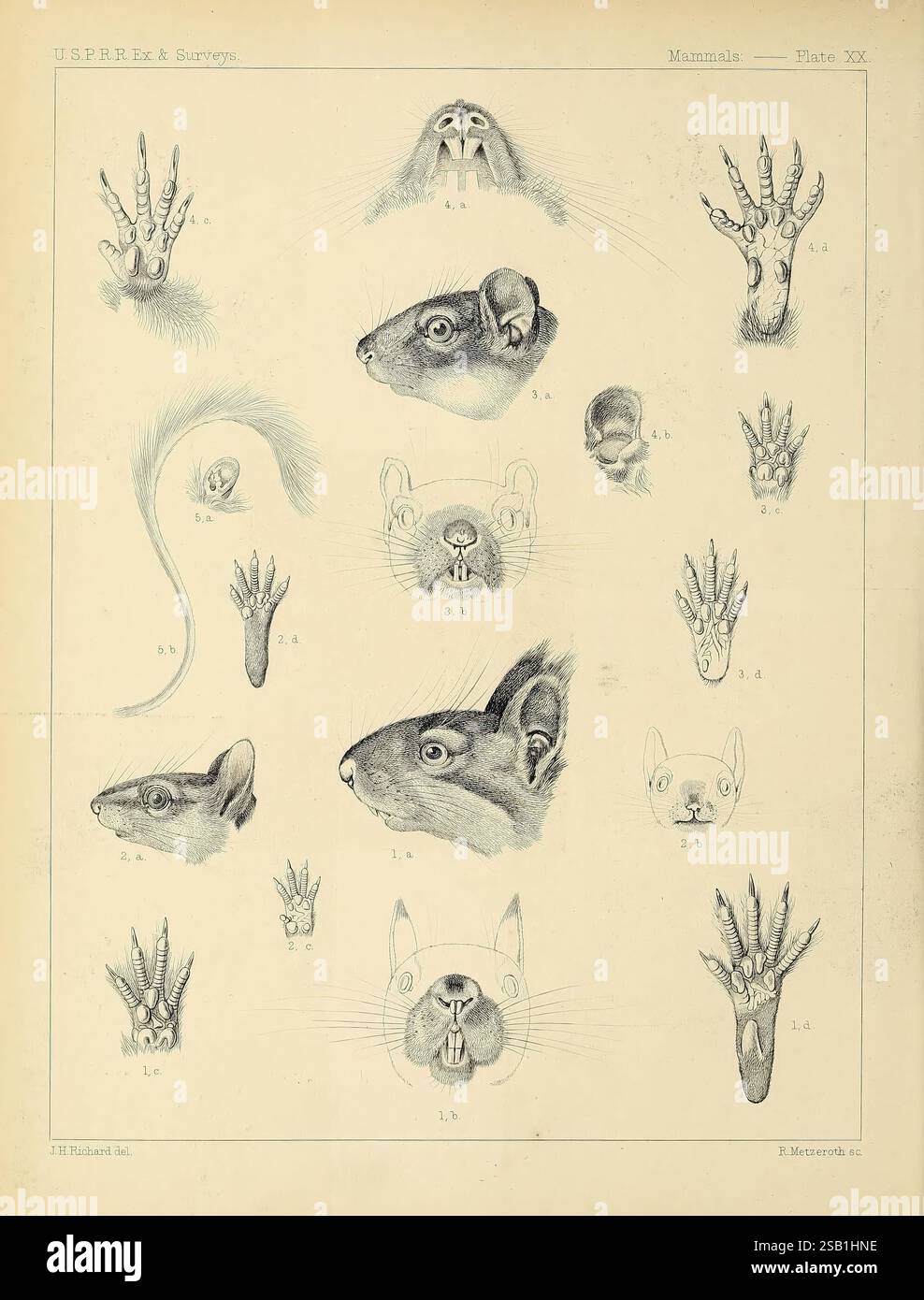 Catalogue, North American Mammals, With Drawings And Proof Of Plates ...