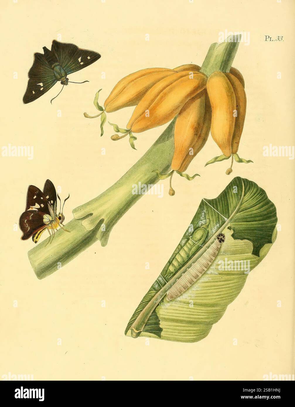 Two distinct butterflies flit hi-res stock photography and images - Alamy