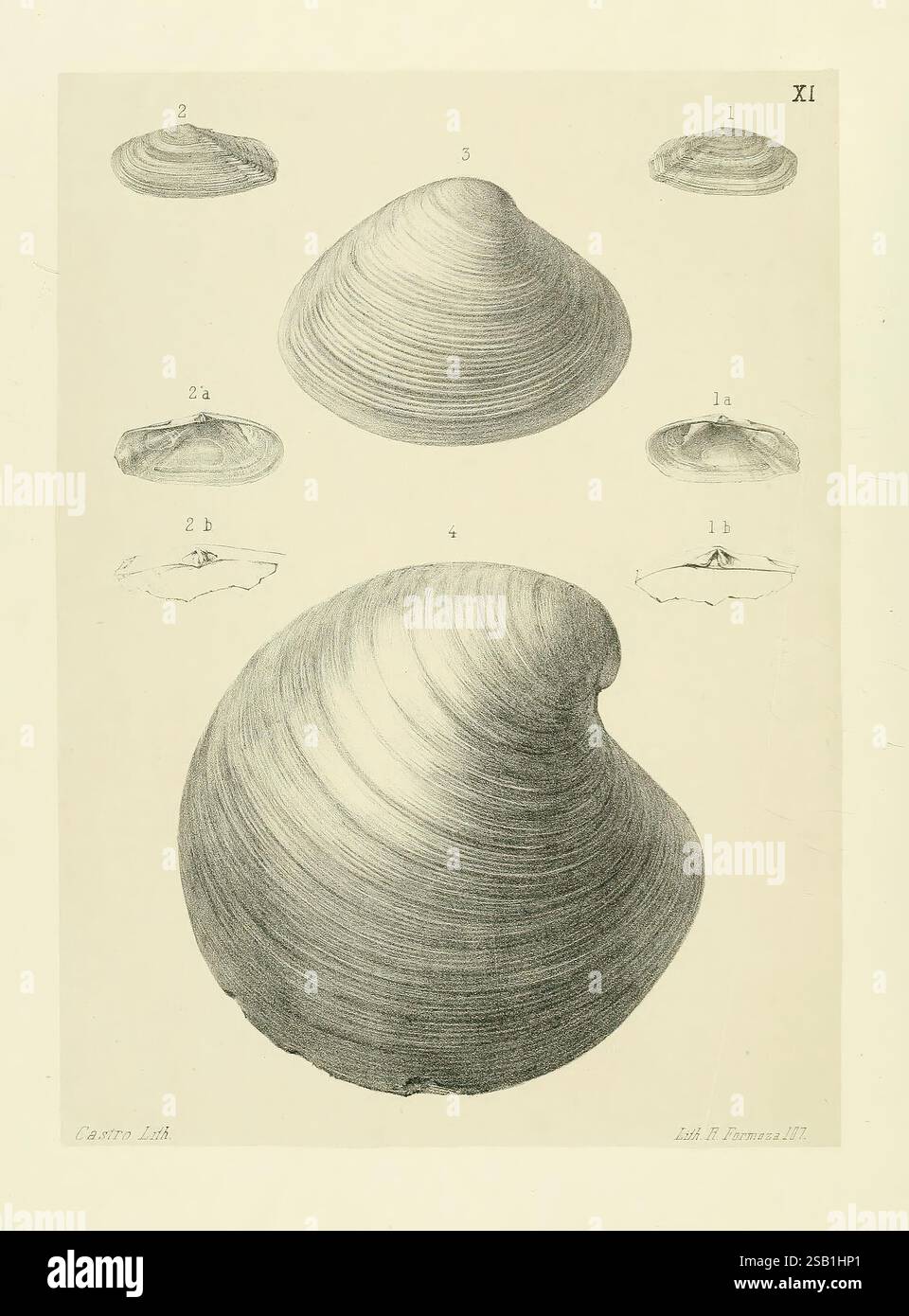 Shells textured layers hi-res stock photography and images - Alamy