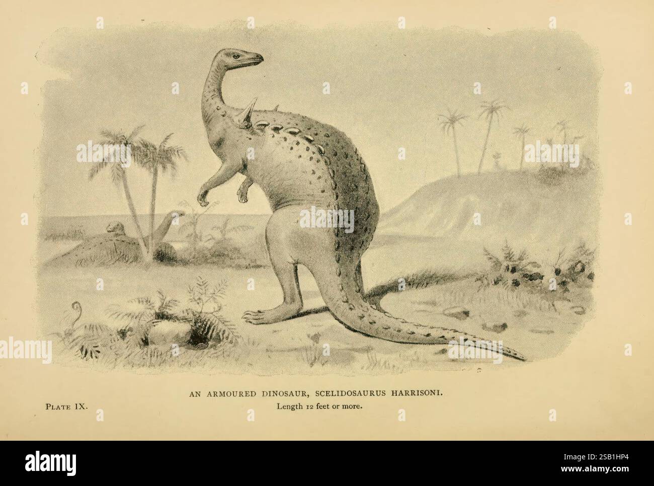 Creatures robust limbs hi-res stock photography and images - Alamy