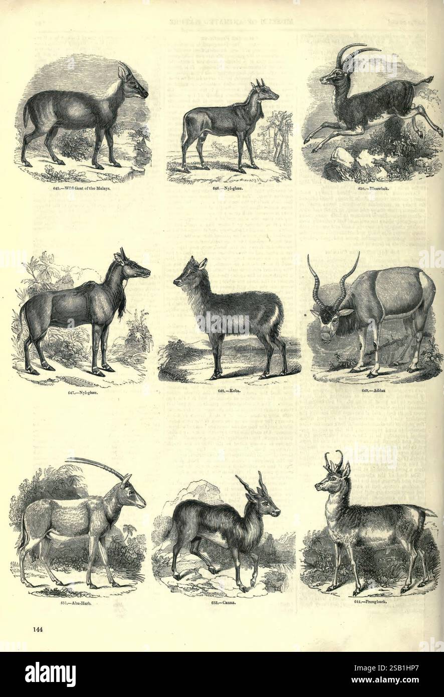 The pictorial museum of animated nature v.1. London, C. Cox, [1844 ...